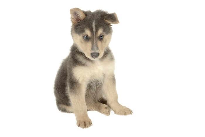 Gerberian Shepsky For Sale – Pick the Perfect Puppy – Gerberian Shepsky